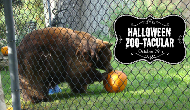 Get Festive With The Animals at Halloween Zoo-tacular