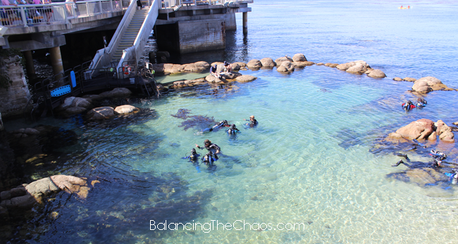 Discovering The Wonders of The Ocean with Monterey Bay Aquarium