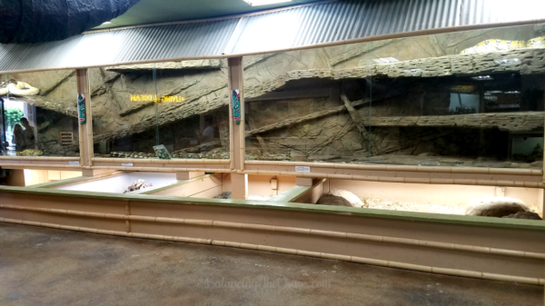 Fun and Educational: The Reptile Zoo - Balancing The Chaos